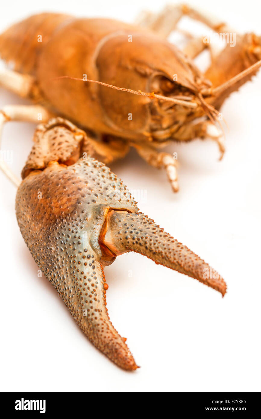 Einen gekochten Hummer-Krabben isoliert auf weißem Hintergrund ...