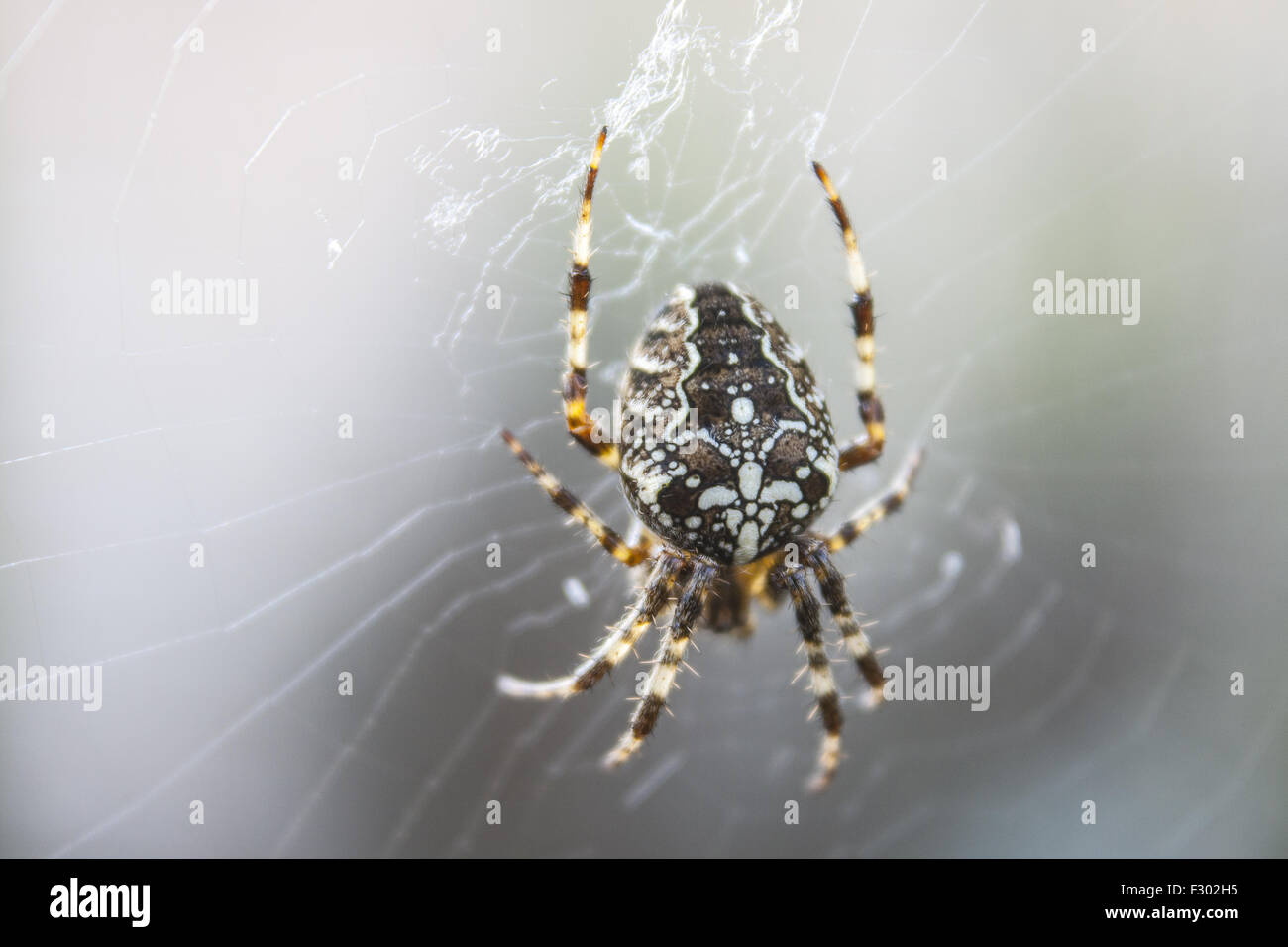 Fabelhafte Fette Schwarze Spinne Bilder