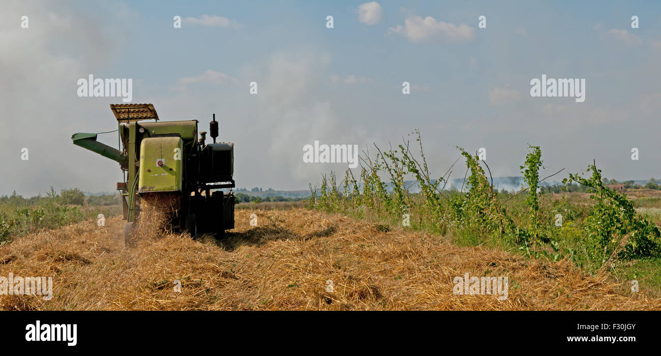 Hafer feld -Fotos und -Bildmaterial in hoher Auflösung – Alamy