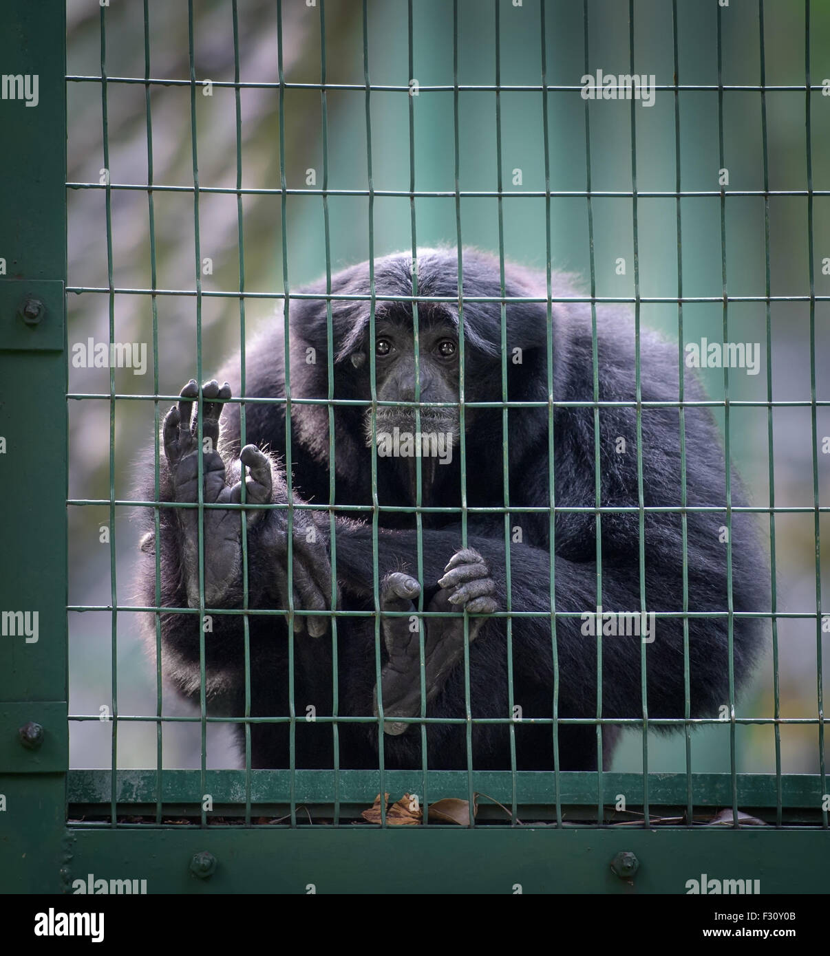Affe traurig -Fotos und -Bildmaterial in hoher Auflösung – Alamy