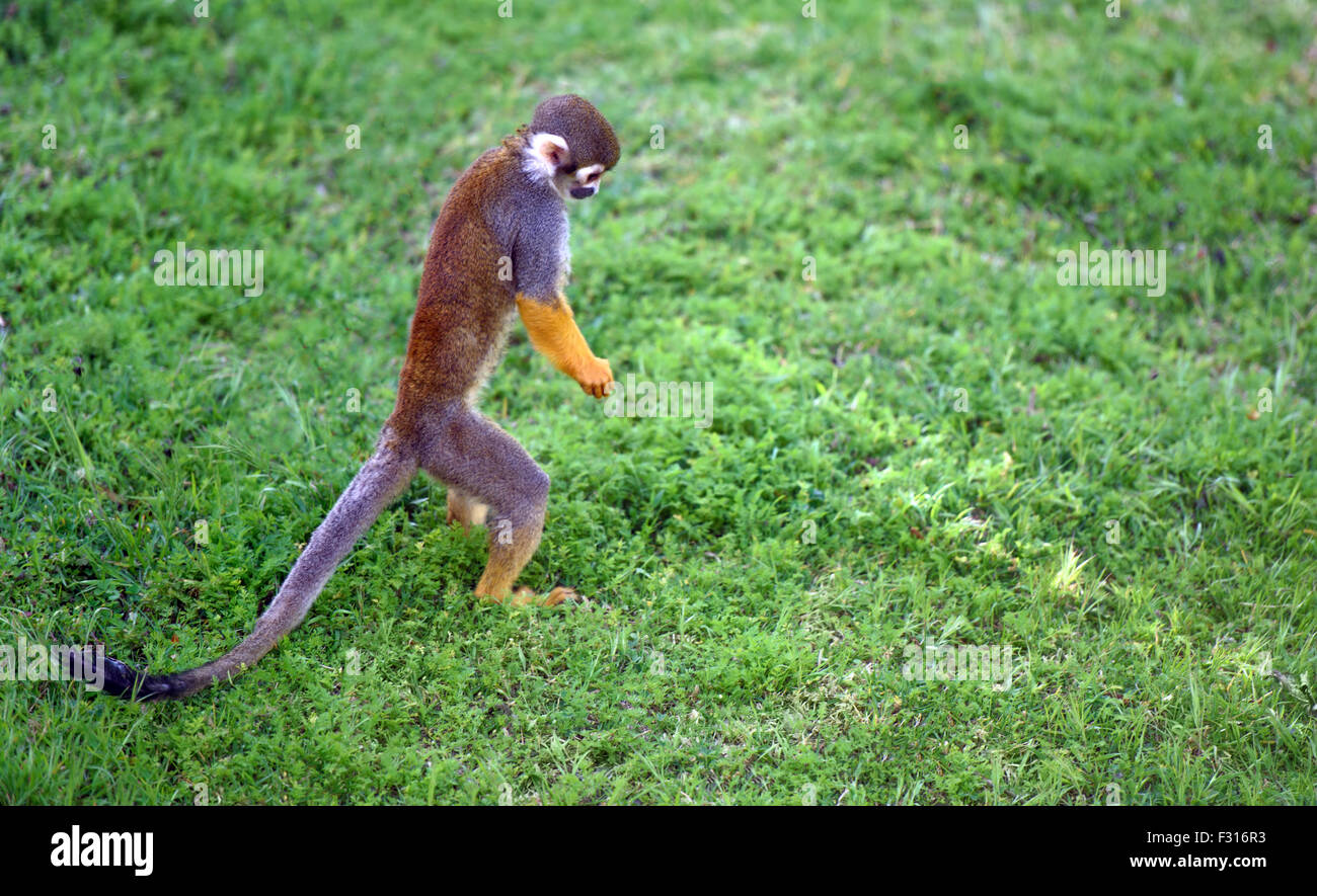 Affe witzig -Fotos und -Bildmaterial in hoher Auflösung – Alamy