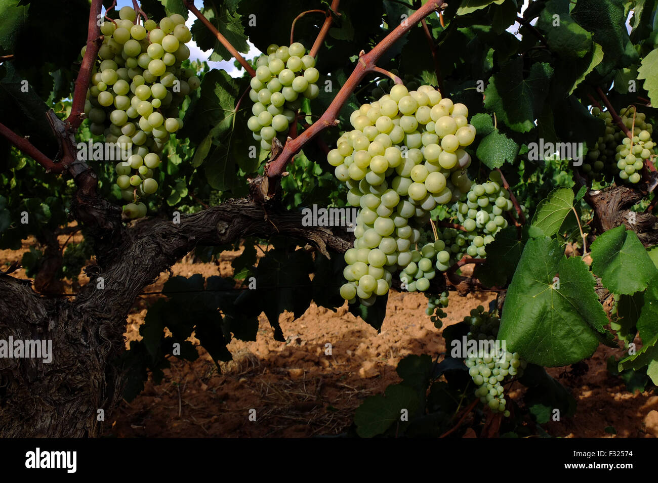 Rebe Trauben Penedés Stockfotografie - Alamy