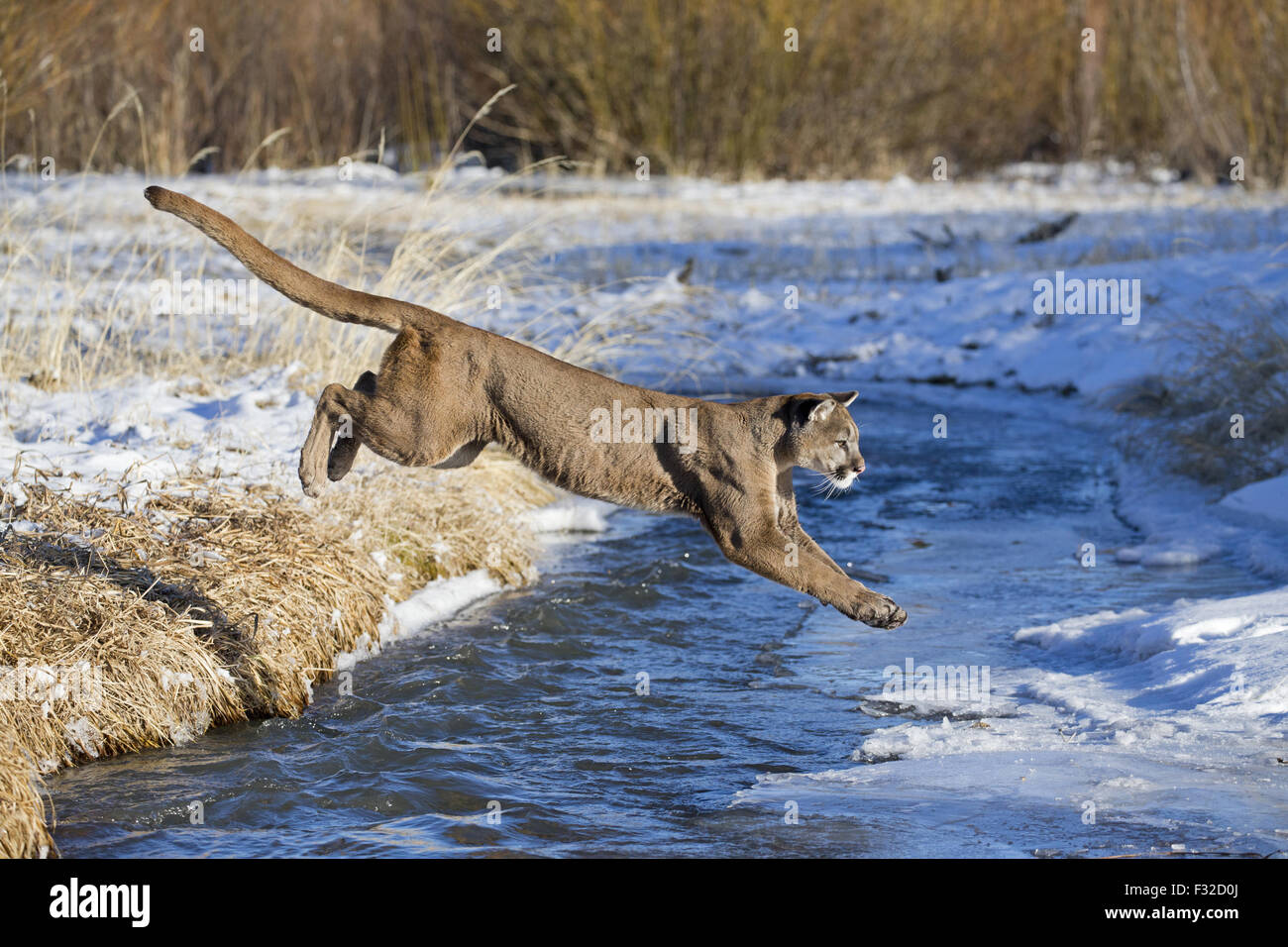 Puma concolor jumping -Fotos und -Bildmaterial in hoher Auflösung – Alamy