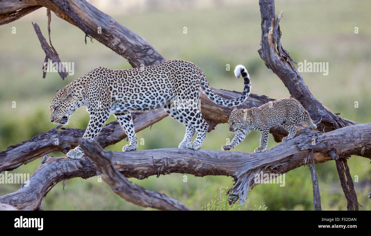 Mutter und Baby Leopard Wandern im Schritt auf einem verwitterten Baum ...