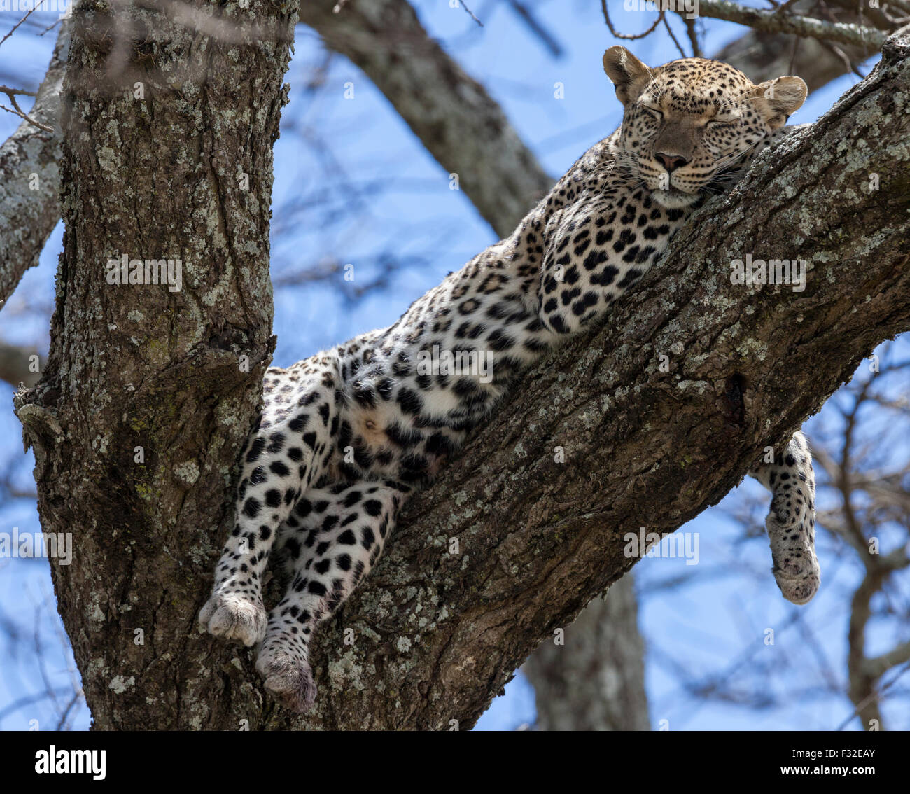 Leopard schlafend auf dem baum -Fotos und -Bildmaterial in hoher ...