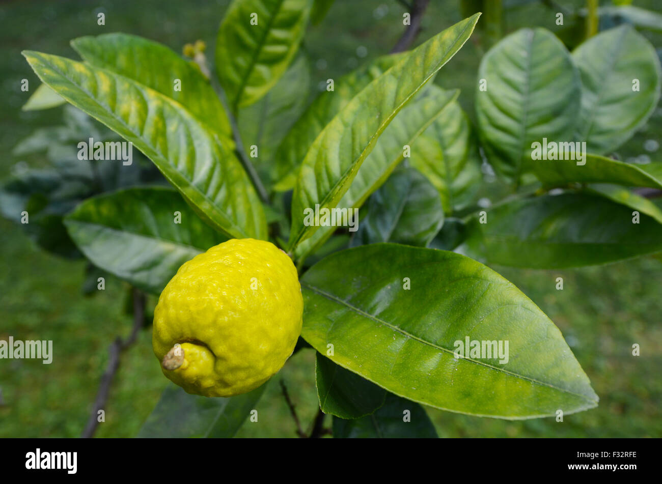 Etrog Tree Stockfotos und -bilder Kaufen - Alamy