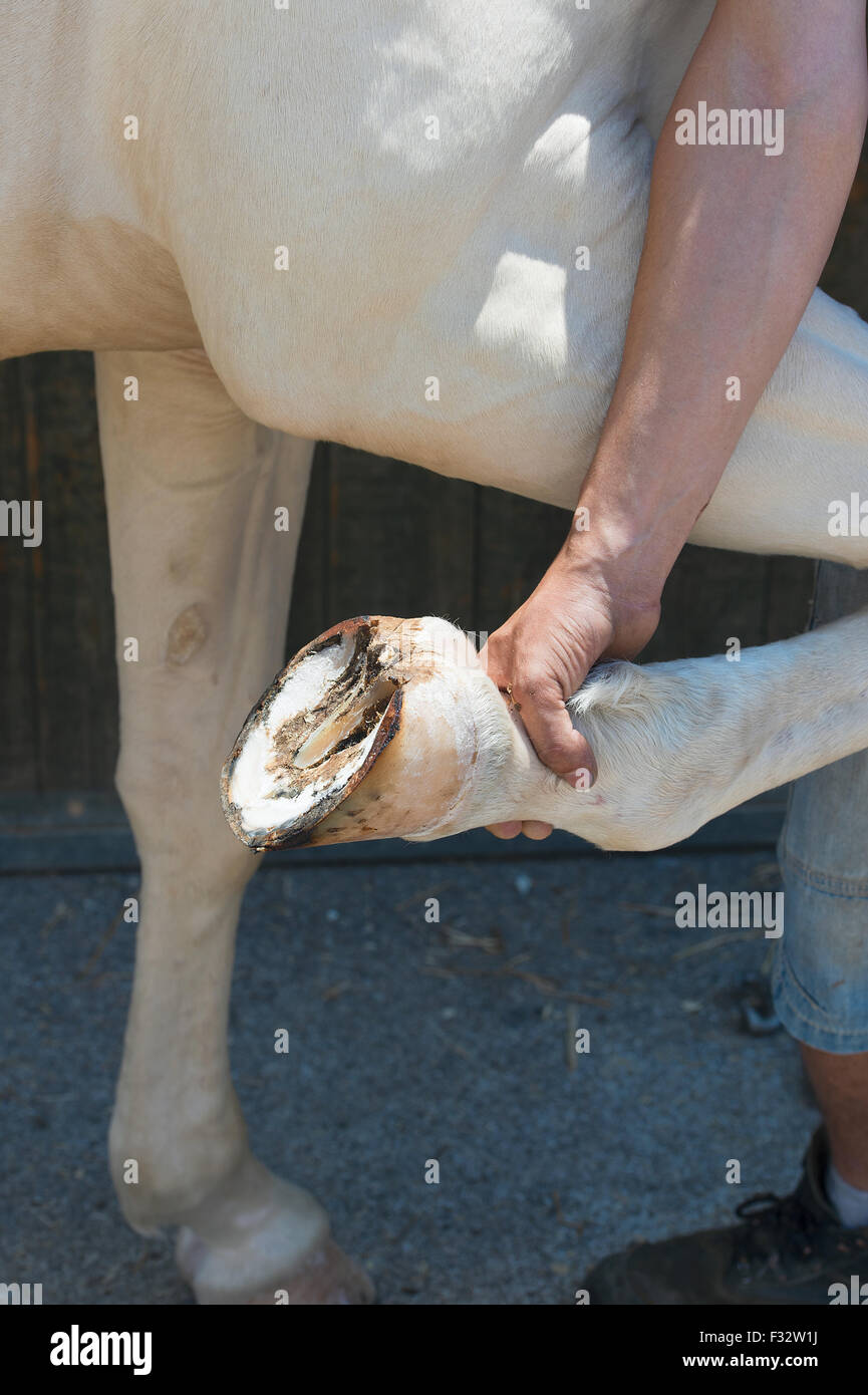 Schmied metall -Fotos und -Bildmaterial in hoher Auflösung – Alamy