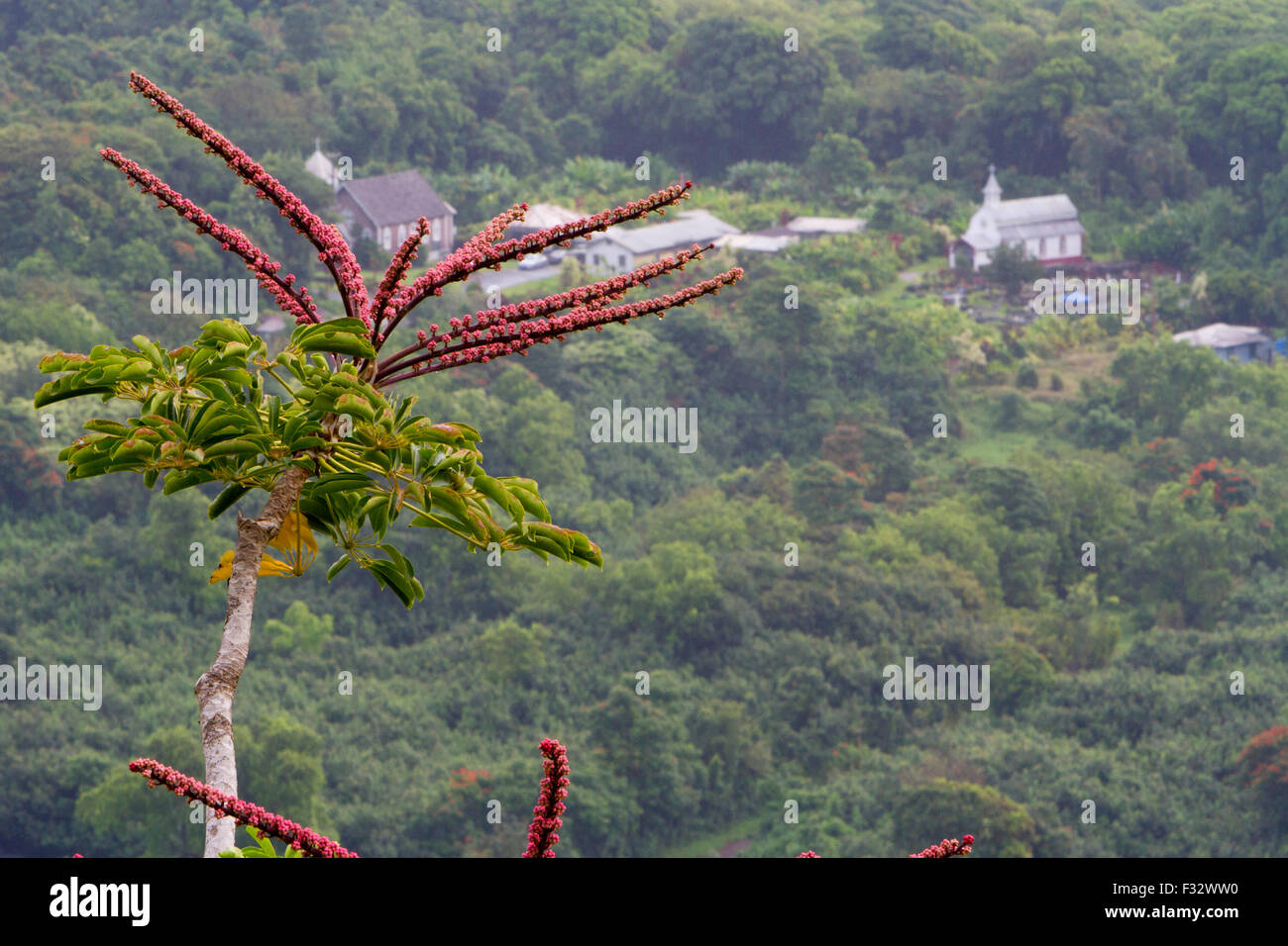 Octopus Tree (Schefflera Actinophylla) mit Fernblick über Coral Wunder ...