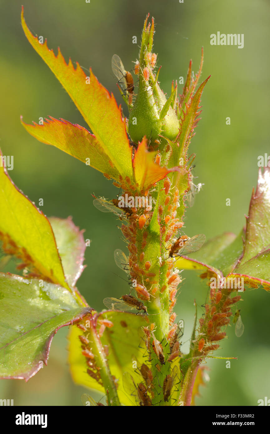 Blattlaus kolonie -Fotos und -Bildmaterial in hoher Auflösung – Alamy