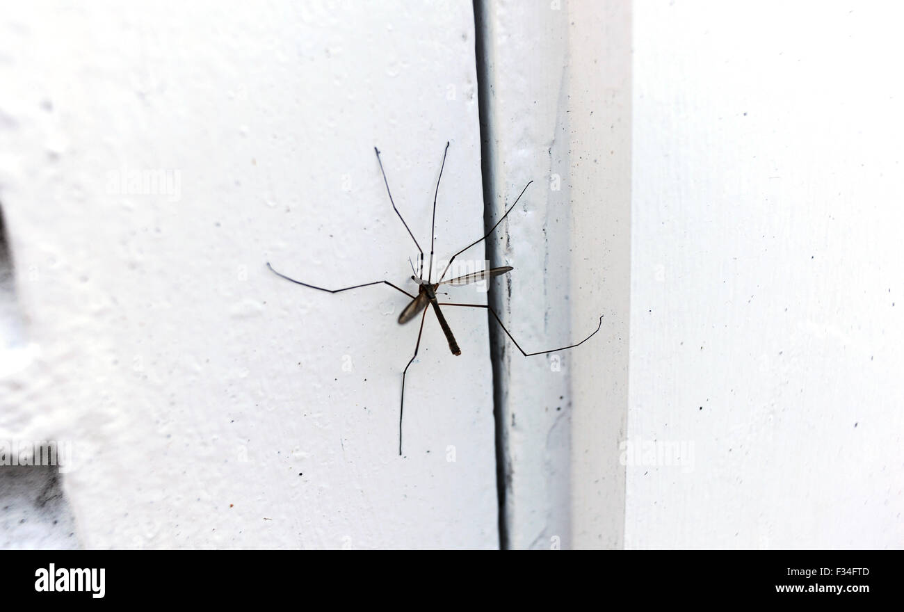 Kranfliege tipula paludosa -Fotos und -Bildmaterial in hoher Auflösung ...