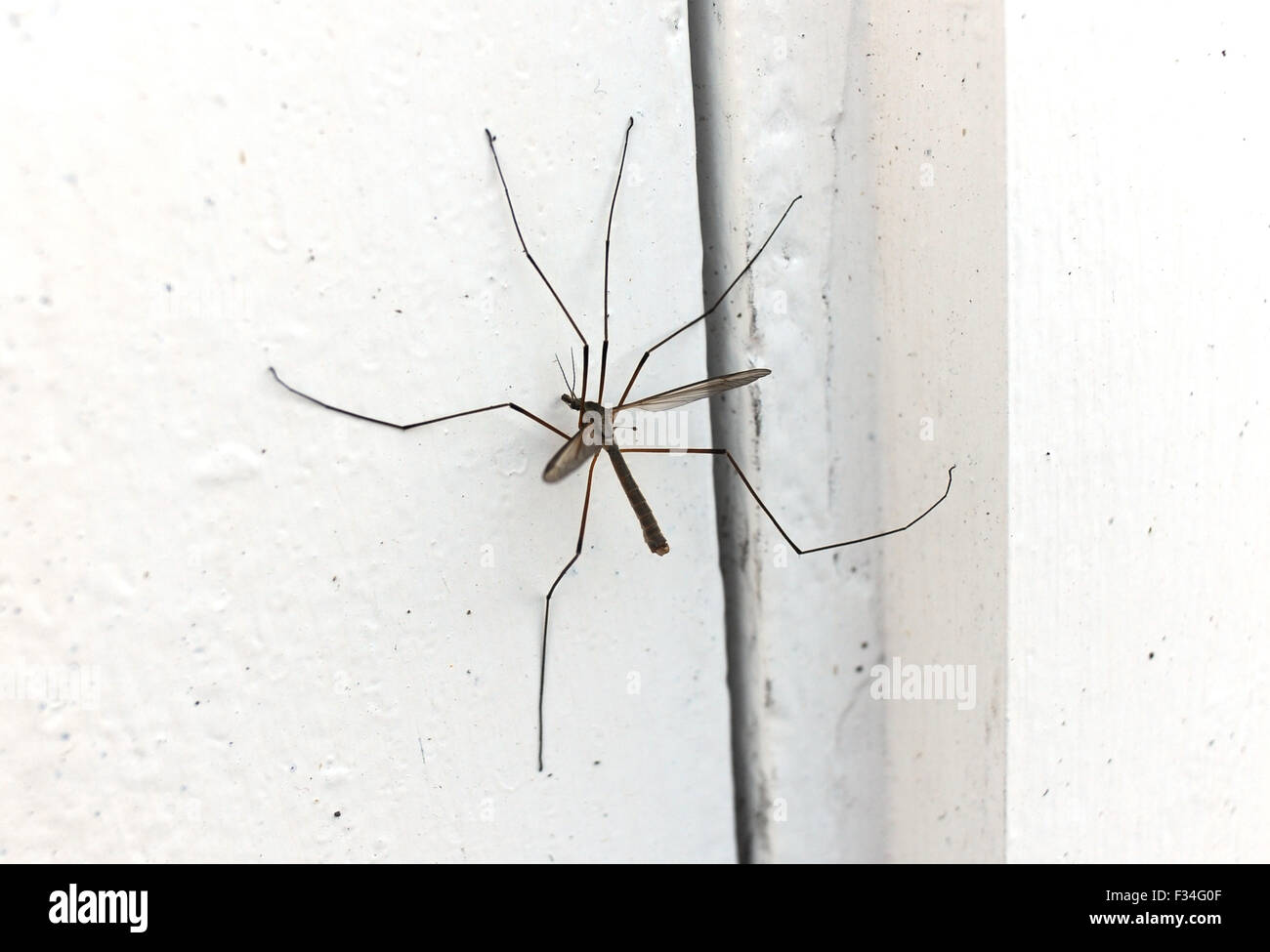 Papa langbeinige spinne -Fotos und -Bildmaterial in hoher Auflösung – Alamy