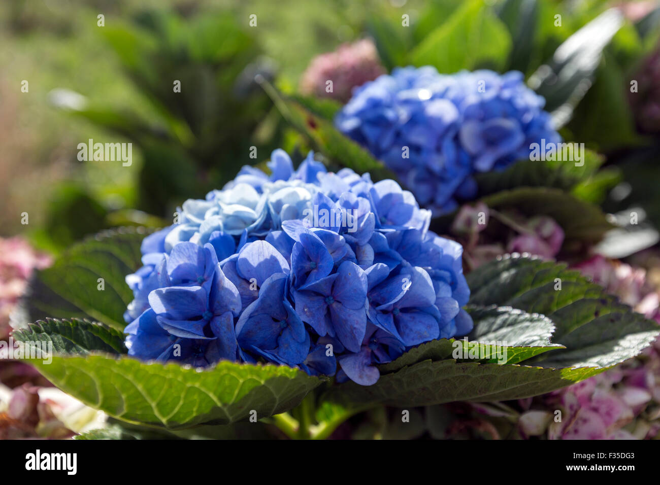 Flores azores flowers -Fotos und -Bildmaterial in hoher Auflösung – Alamy