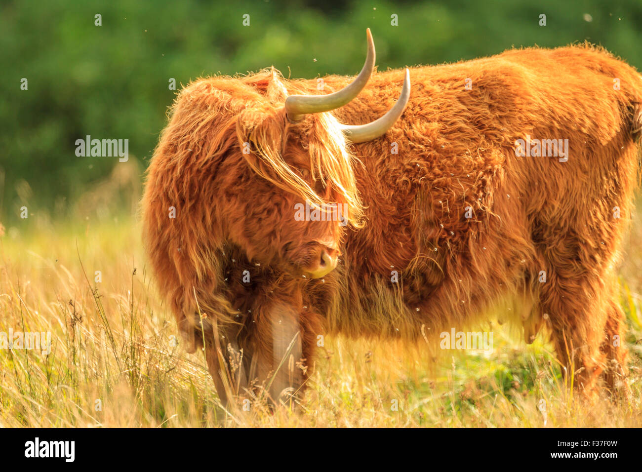 Hochlandrinder auf Wiese Stockfotografie - Alamy