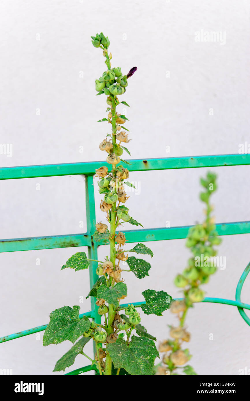 Efeu gitter -Fotos und -Bildmaterial in hoher Auflösung – Alamy