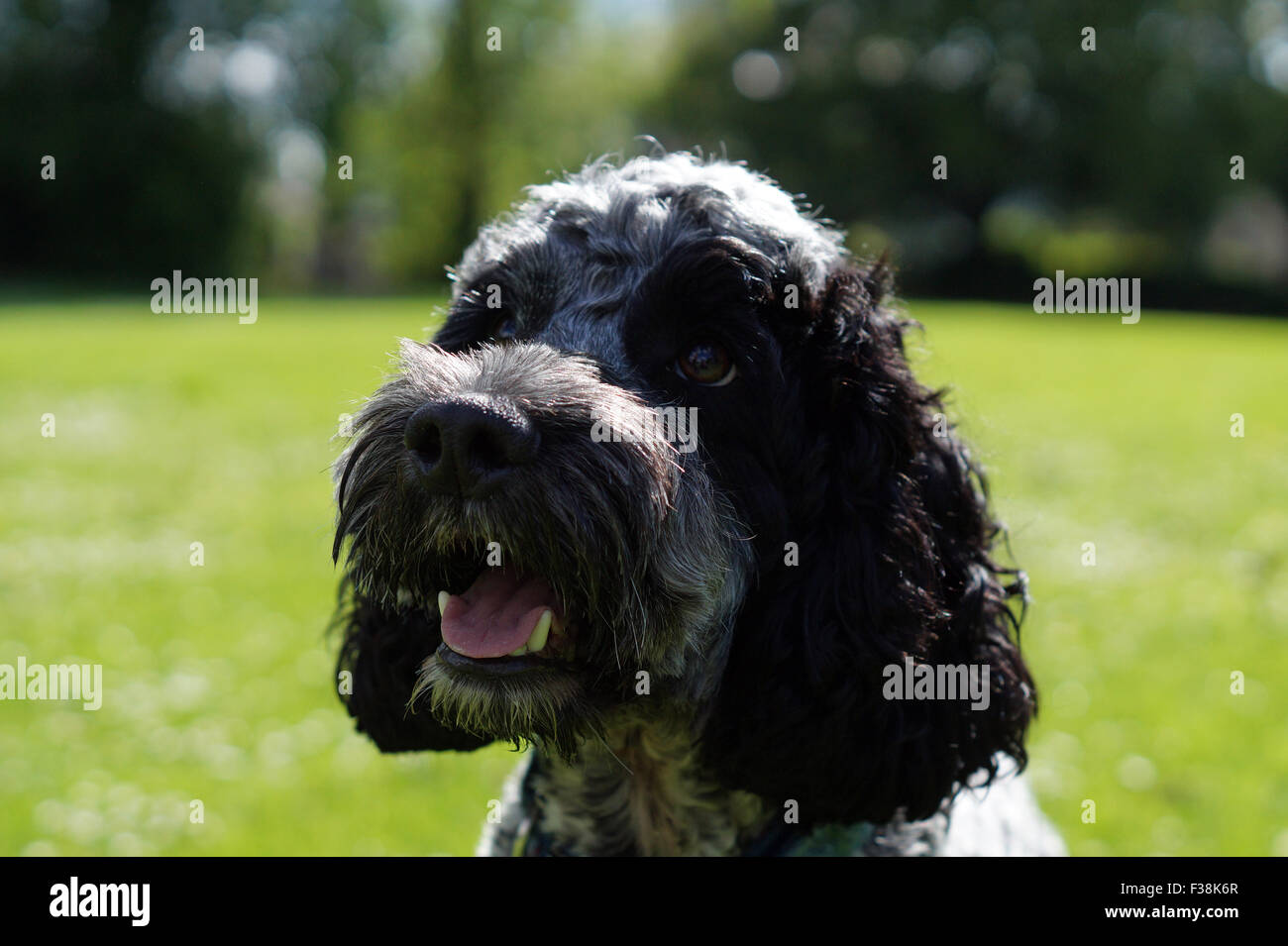 Cocker spaniel pudel -Fotos und -Bildmaterial in hoher Auflösung – Alamy