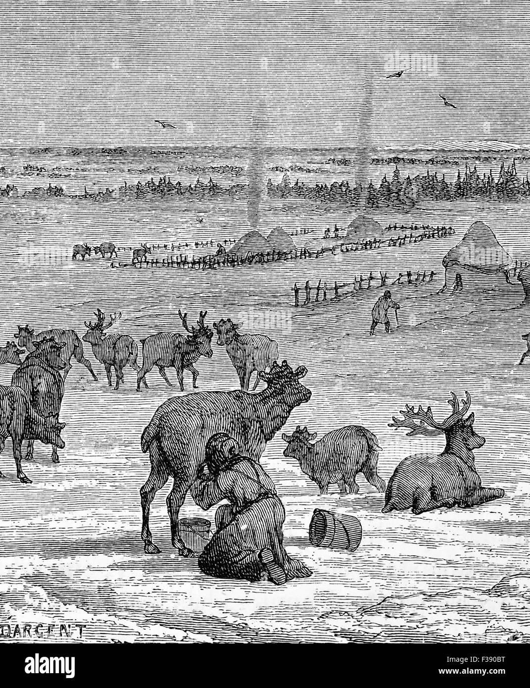 Studie eines rentieres -Fotos und -Bildmaterial in hoher Auflösung – Alamy