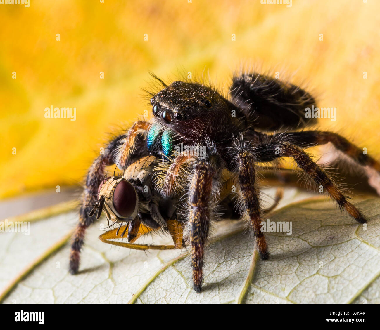 Schwarze Spinne mit glänzend grünen Mund springen frisst fliegen mit ...