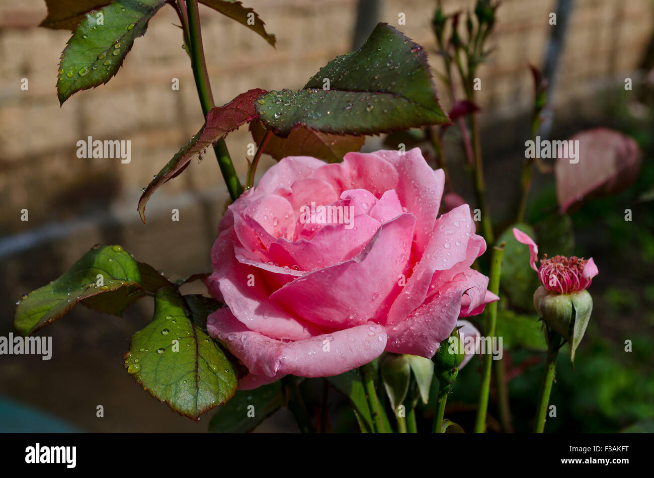 Bulgarische rose -Fotos und -Bildmaterial in hoher Auflösung - Seite 2 - Alamy