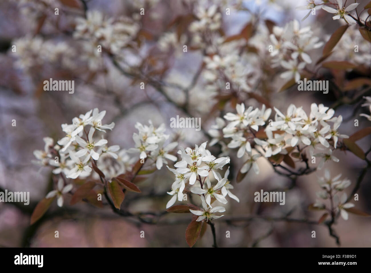 Weiss Bluhende Baume Im Fruhling