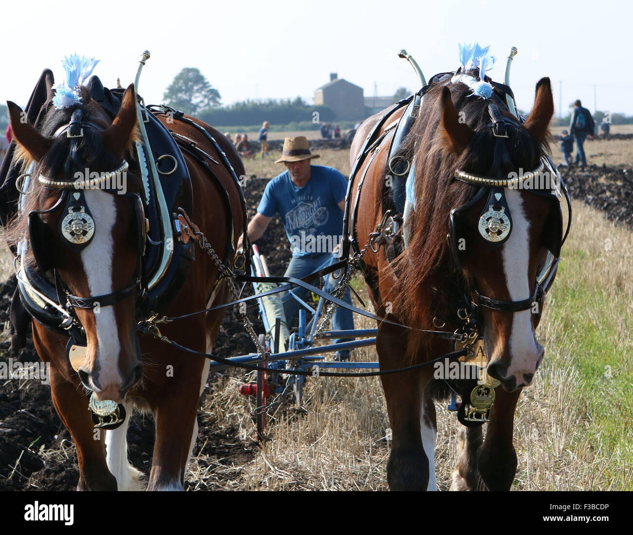 Pferd ziehender pflug -Fotos und -Bildmaterial in hoher Auflösung – Alamy