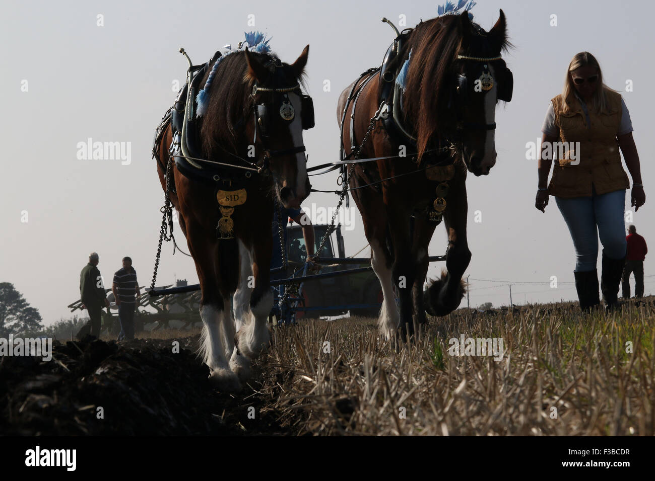 Pferd ziehender pflug -Fotos und -Bildmaterial in hoher Auflösung – Alamy