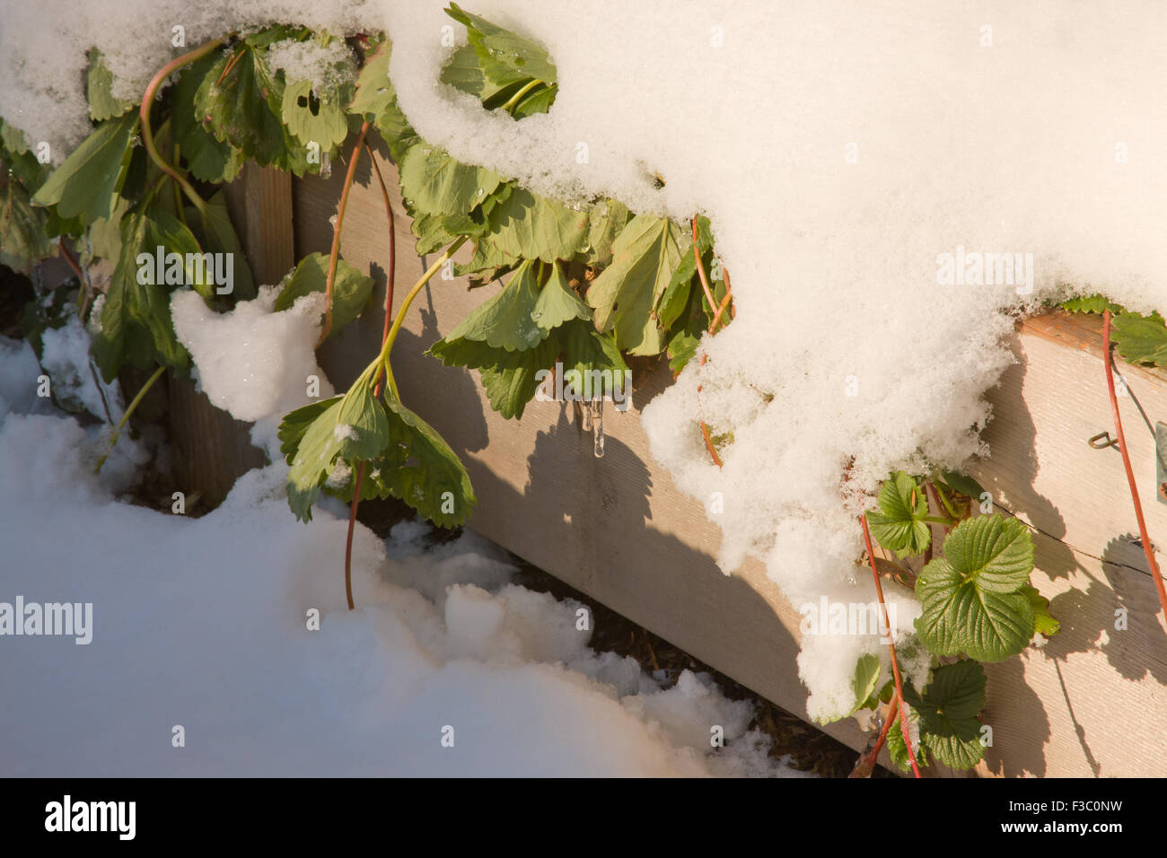 Erdbeerpflanzen Im Winter