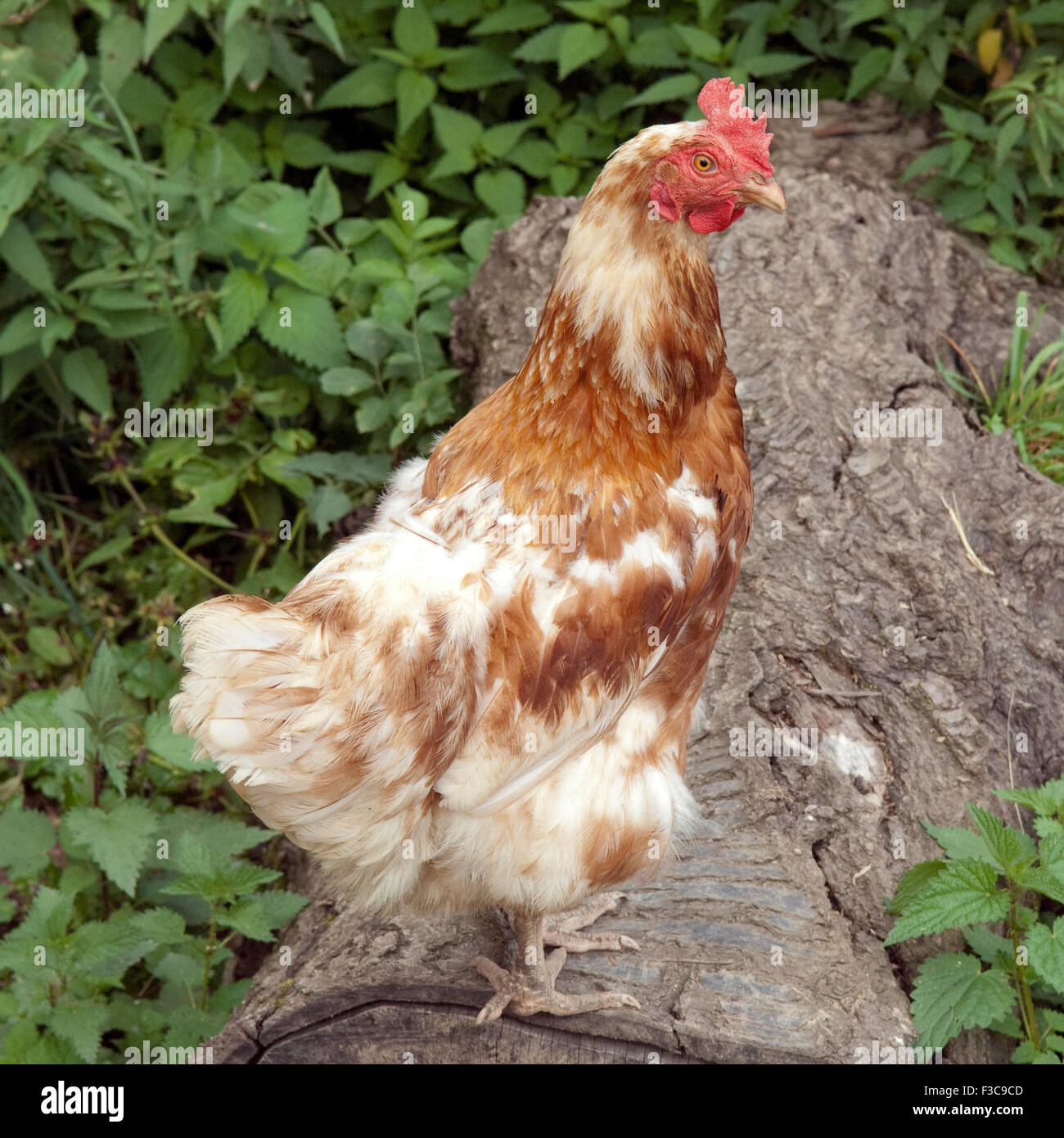 Gallus domesticus haushuehner -Fotos und -Bildmaterial in hoher ...