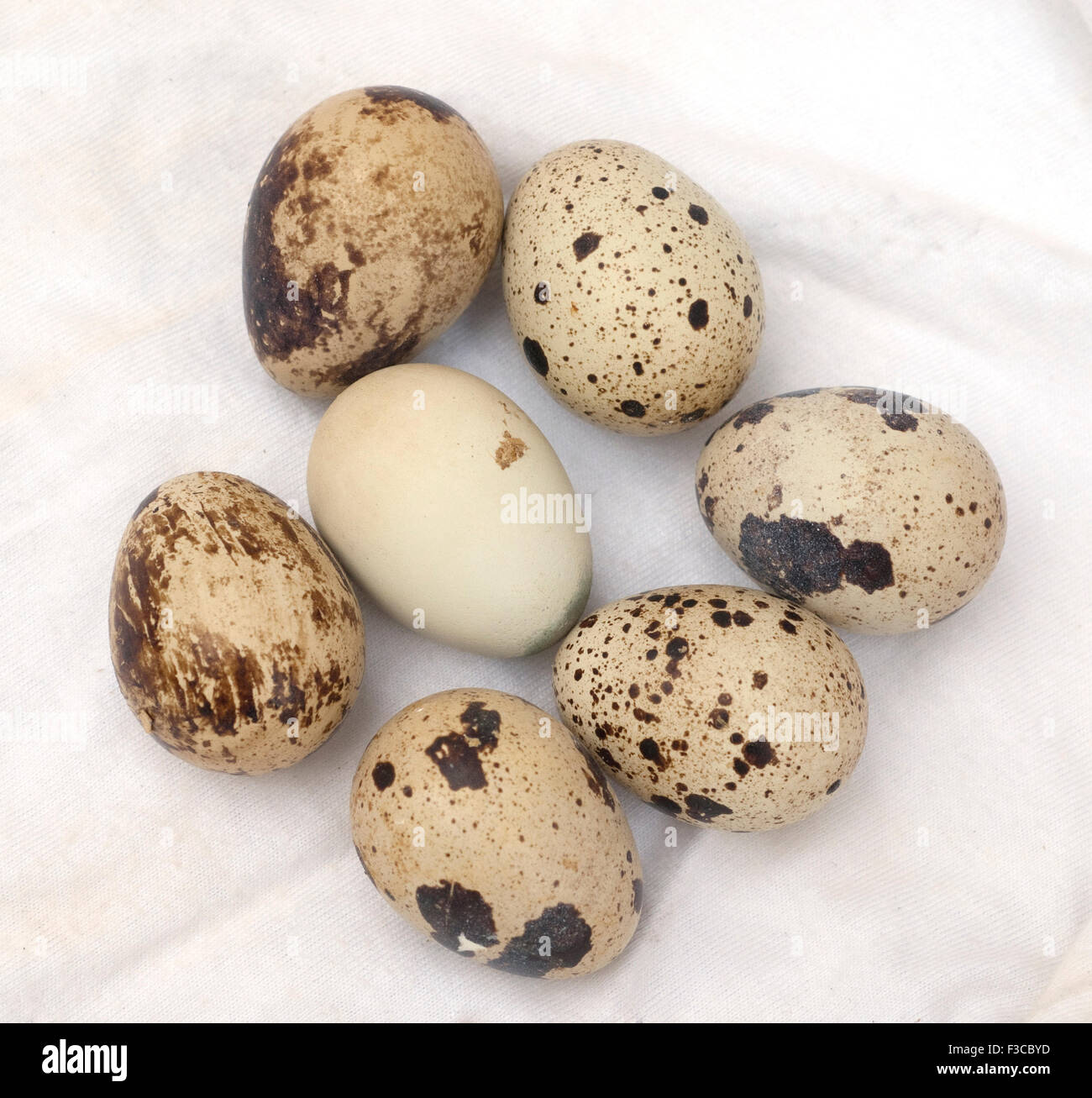 Wachteleier, Wachteln, Wachtel Coturnix coturnix Stockfotografie - Alamy