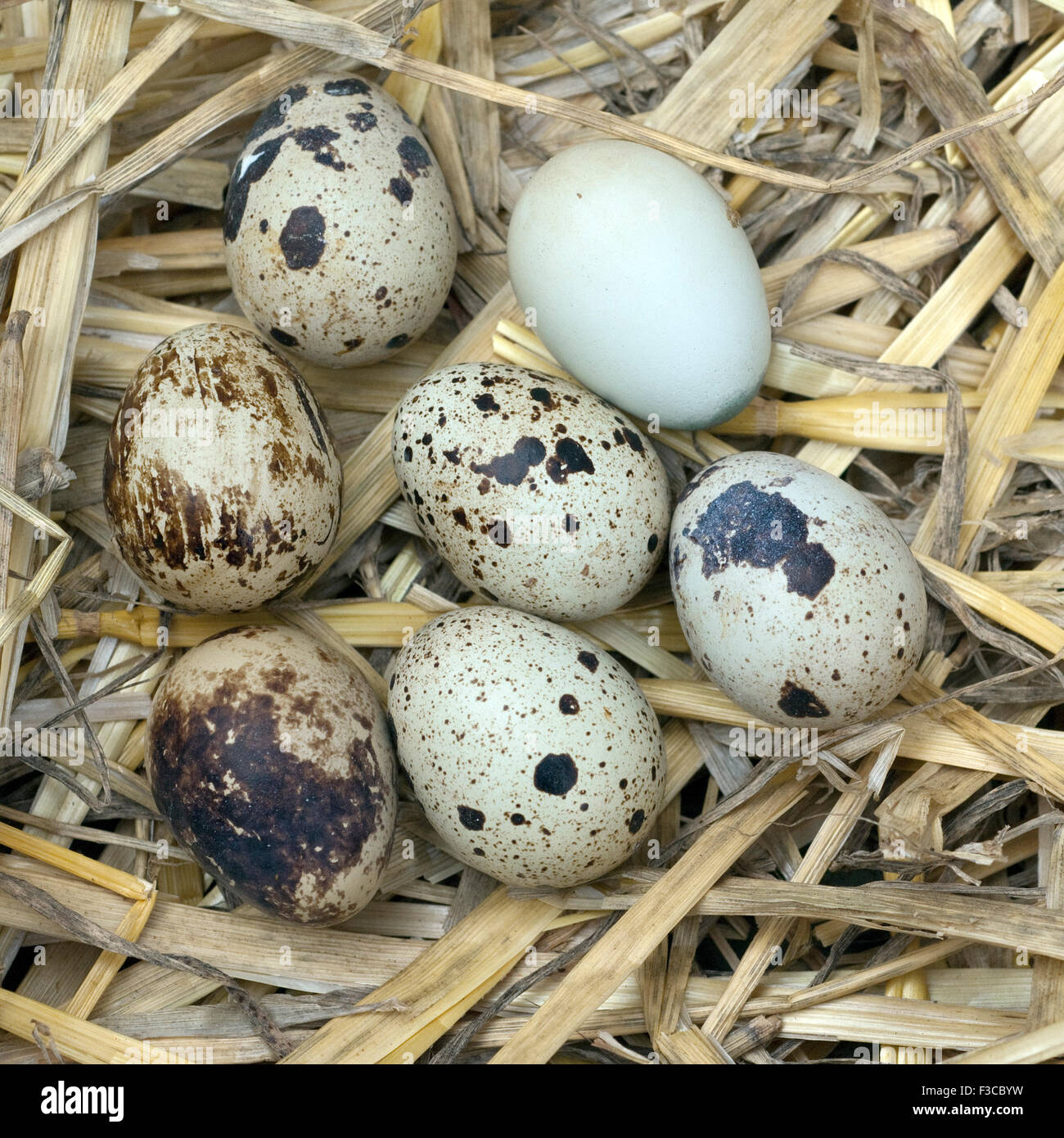 Wachteleier, Wachteln, Wachtel Coturnix coturnix Stockfotografie - Alamy