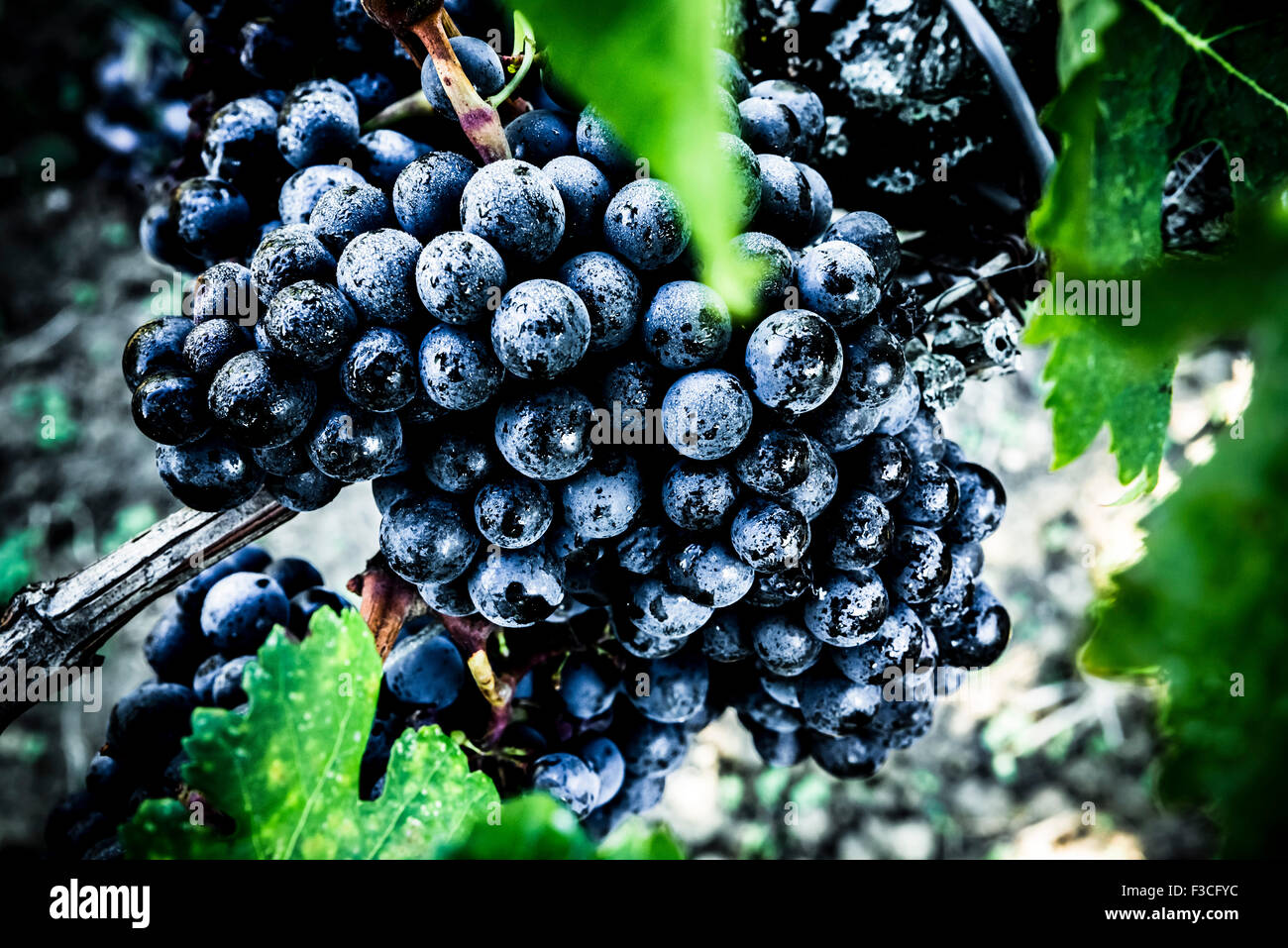 Wachsende trauben -Fotos und -Bildmaterial in hoher Auflösung – Alamy