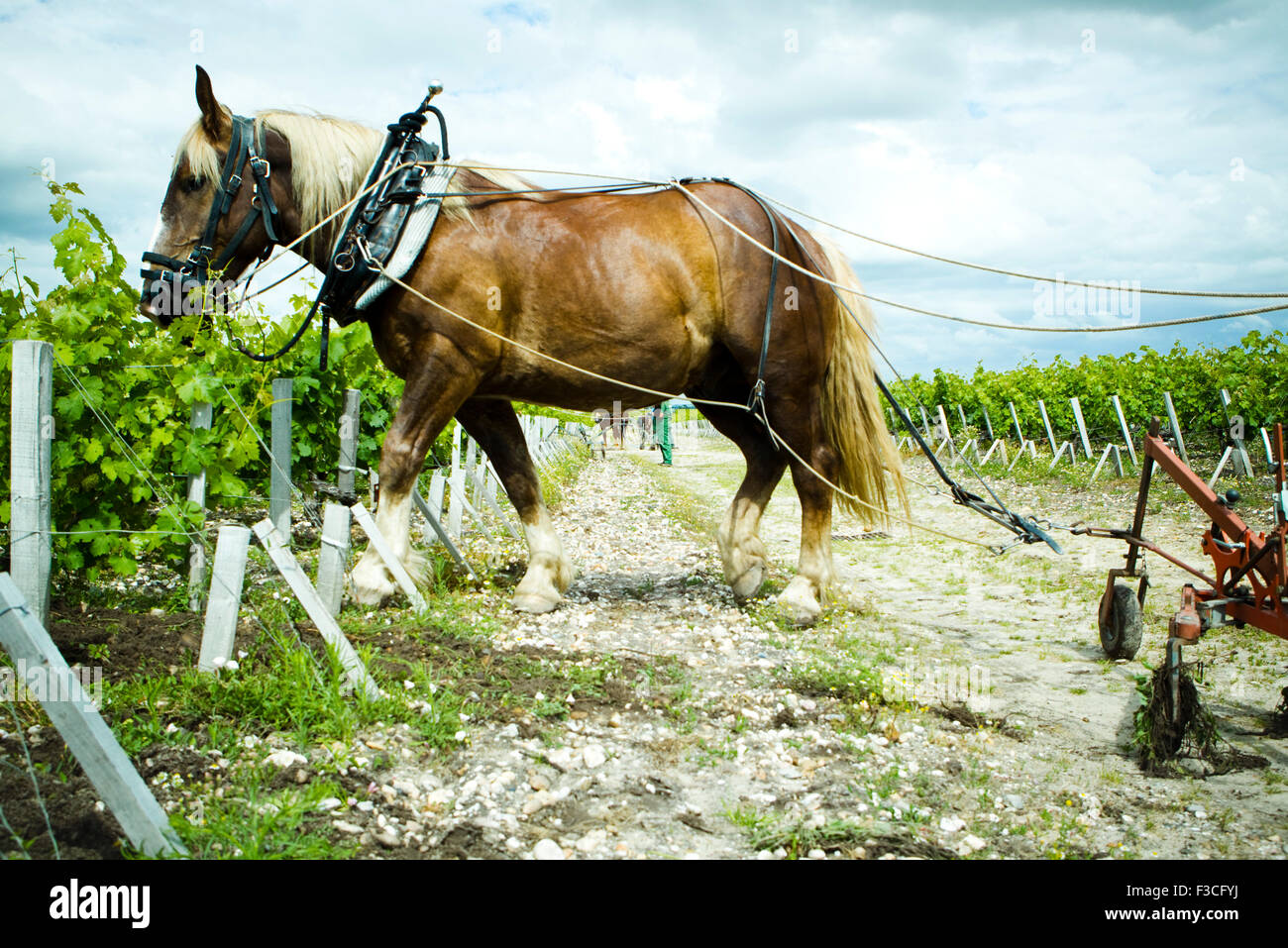 Pferd ziehender pflug -Fotos und -Bildmaterial in hoher Auflösung – Alamy