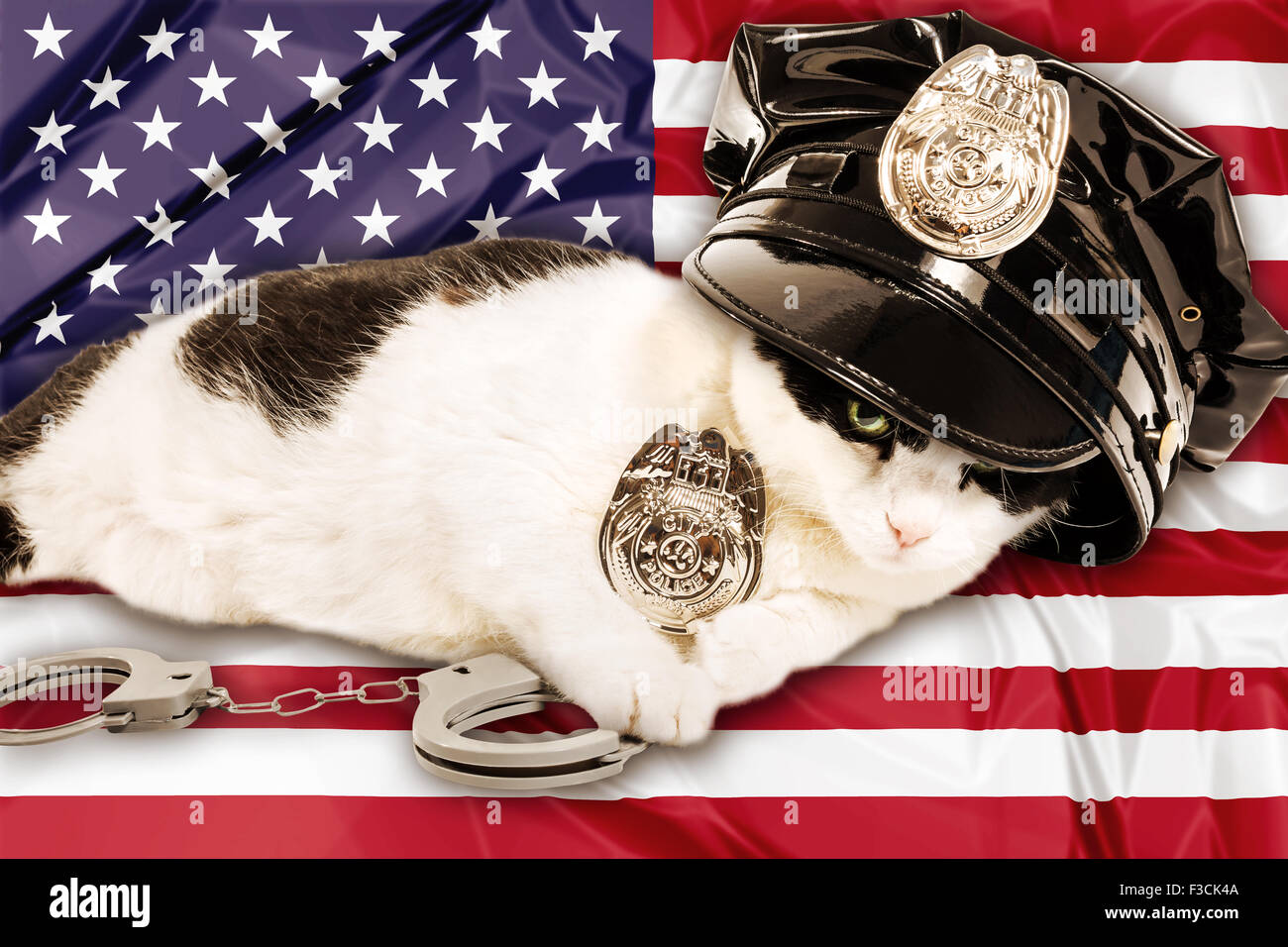 Amerikanischer Cop Cat Stockfotografie - Alamy