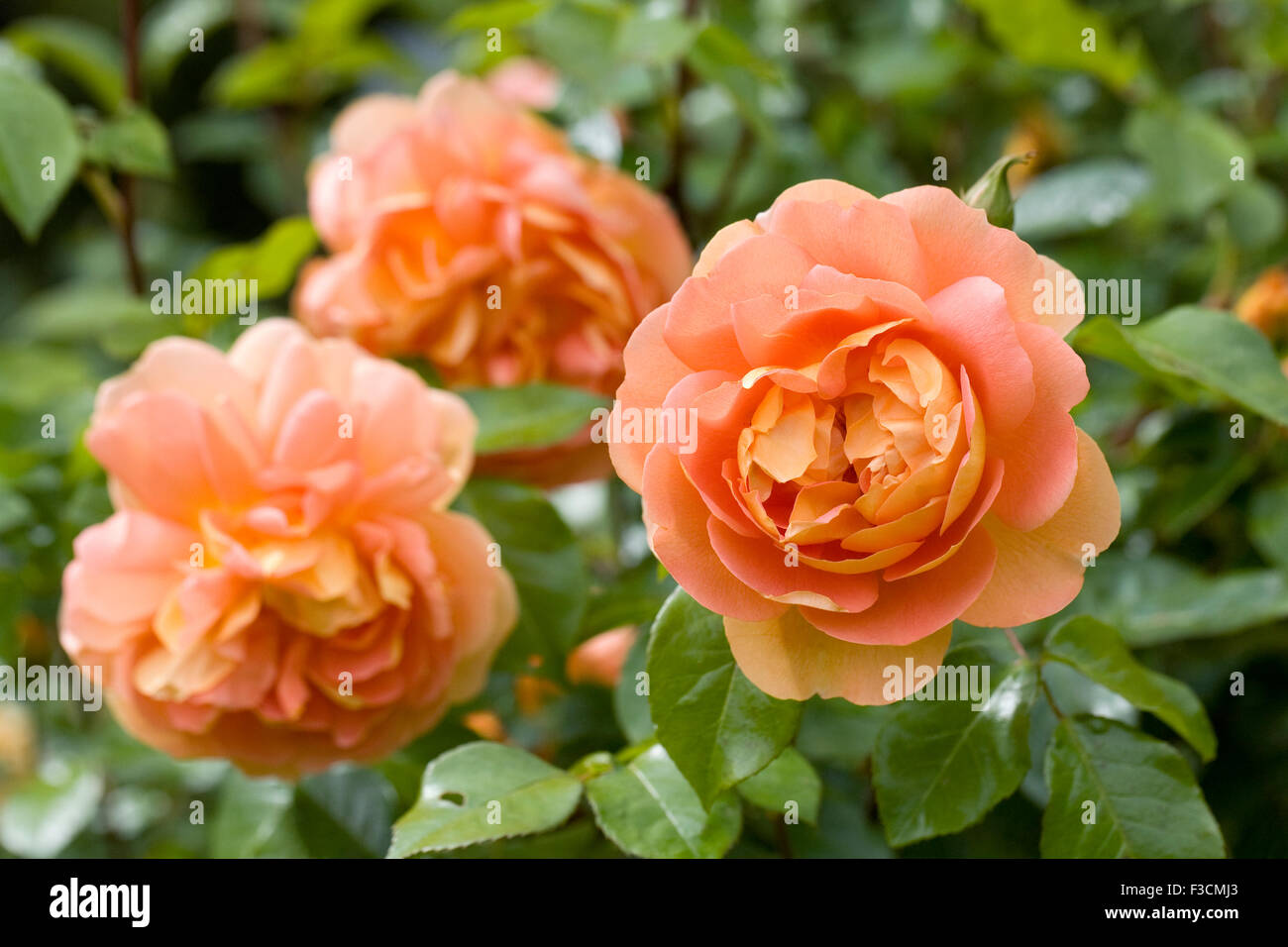 Rose pat austin ausmum -Fotos und -Bildmaterial in hoher Auflösung – Alamy