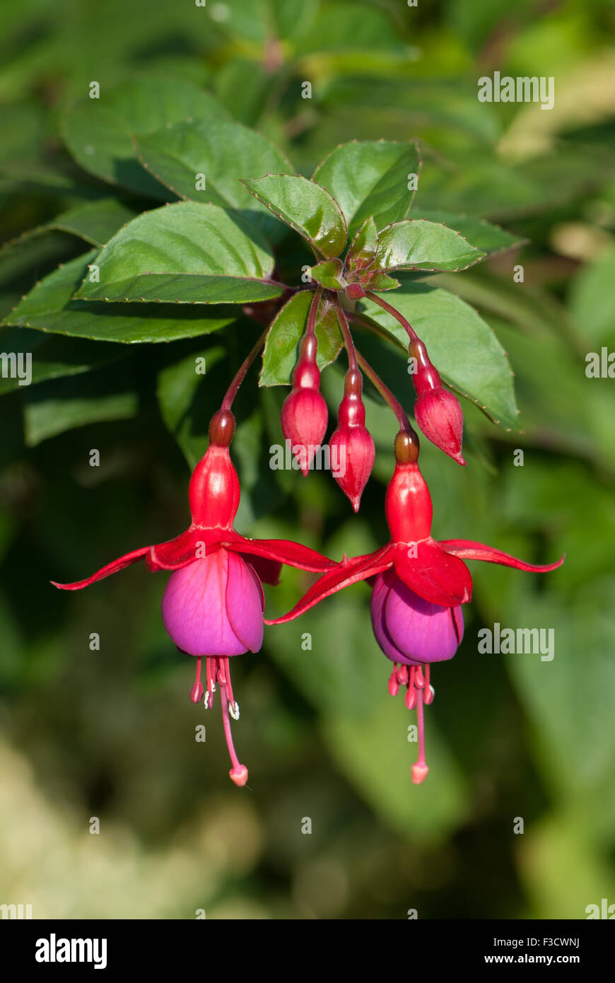 Fabelhafte Winterharte Fuchsie Standort Fotos