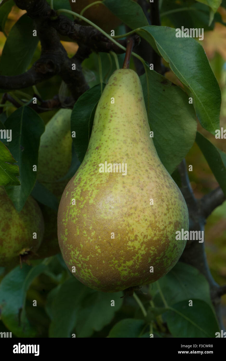 Konferenz birne -Fotos und -Bildmaterial in hoher Auflösung – Alamy
