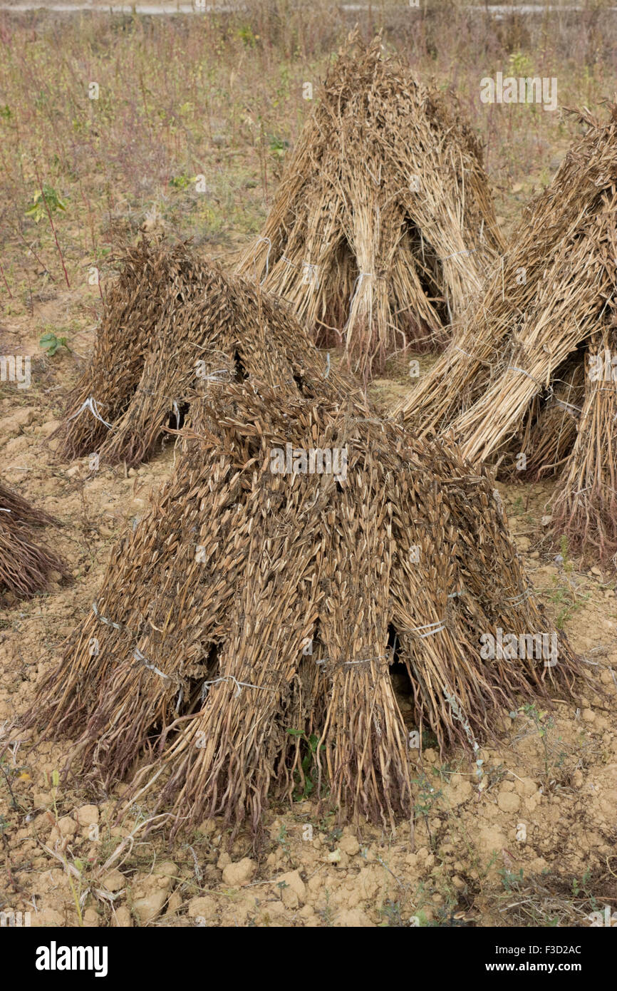 Sesam sesamum indicum -Fotos und -Bildmaterial in hoher Auflösung – Alamy