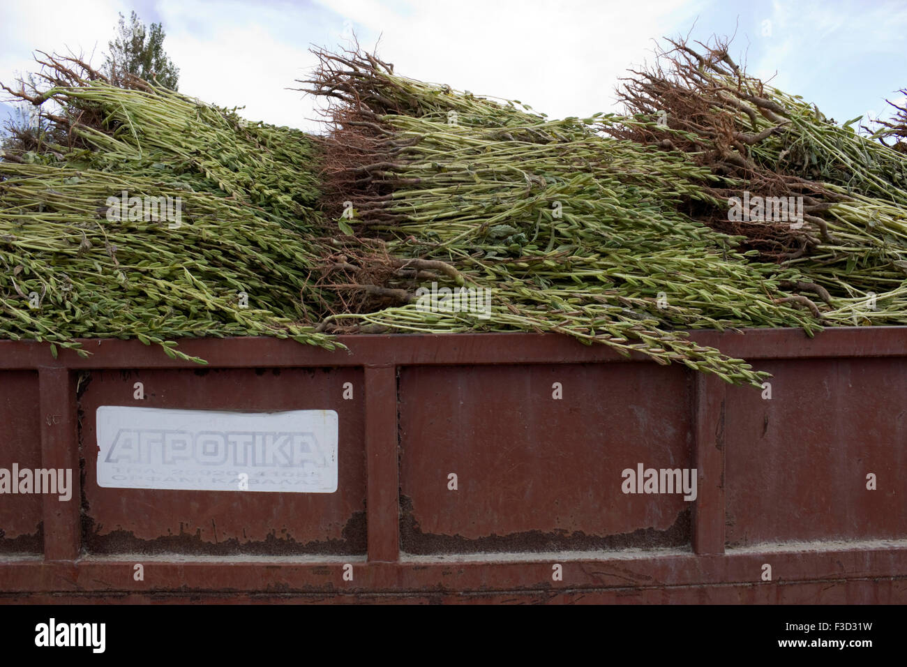 Sesam landwirtschaftliche ernte -Fotos und -Bildmaterial in hoher ...