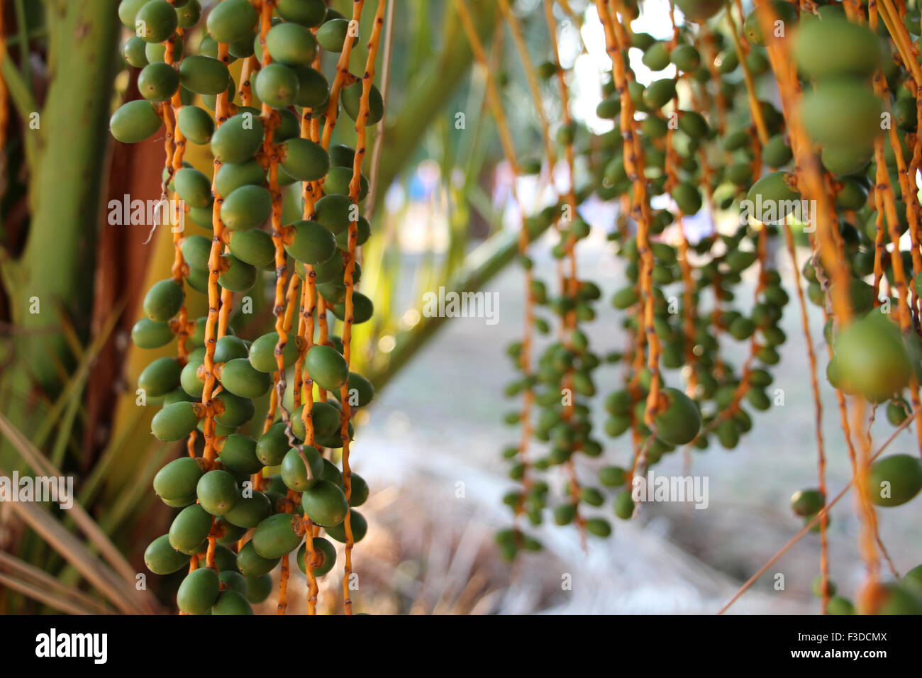 Palm tree with fruits -Fotos und -Bildmaterial in hoher Auflösung – Alamy