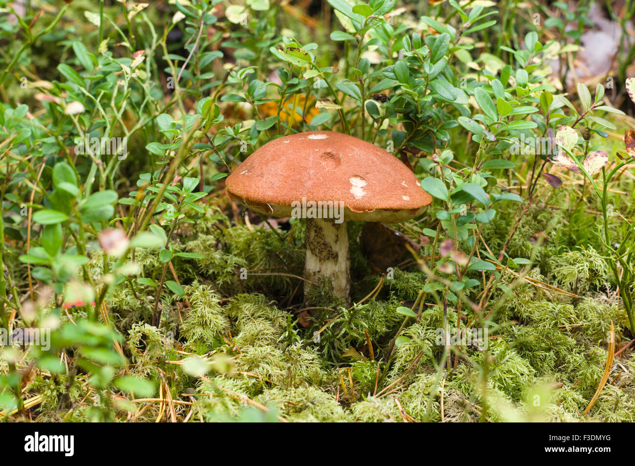 Orange spore -Fotos und -Bildmaterial in hoher Auflösung – Alamy
