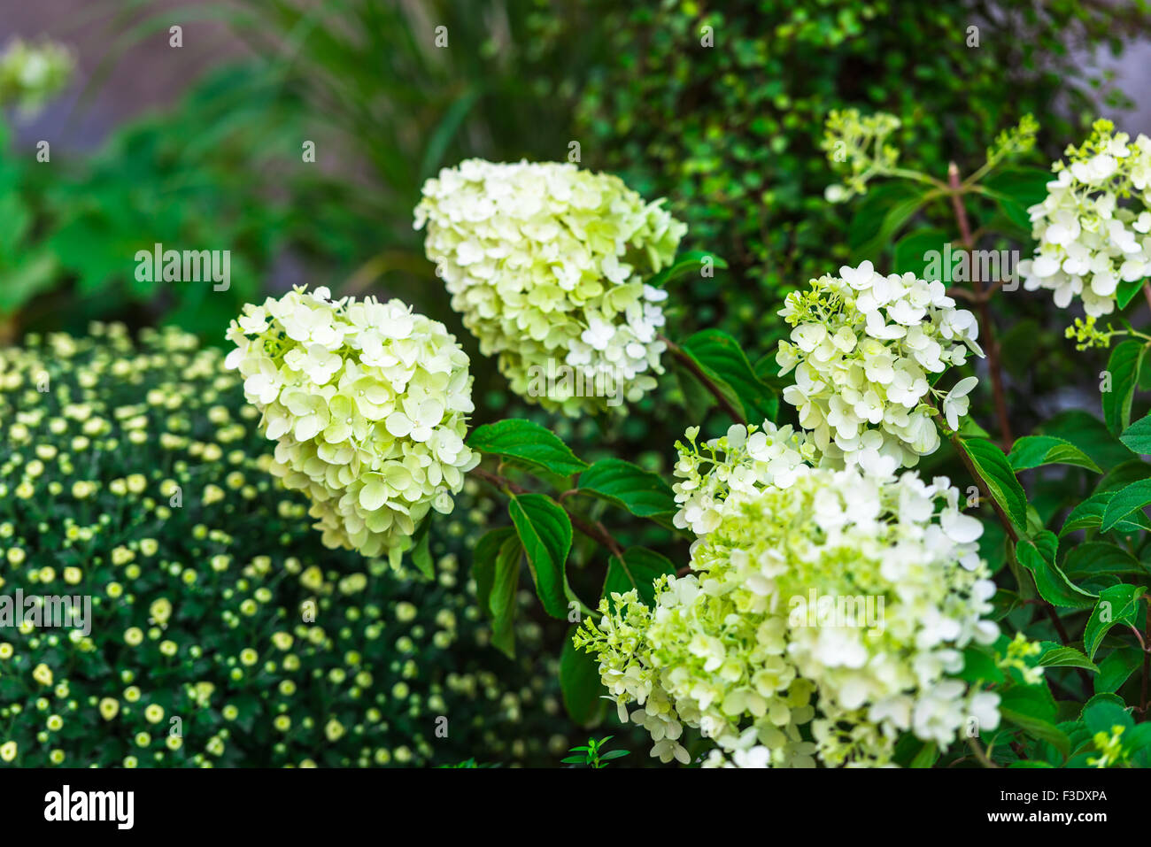 Weiße hortensie blumen -Fotos und -Bildmaterial in hoher Auflösung – Alamy
