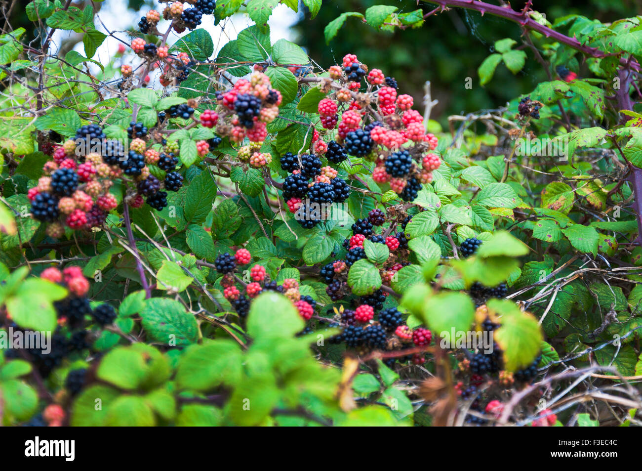 Brombeer cluster -Fotos und -Bildmaterial in hoher Auflösung – Alamy