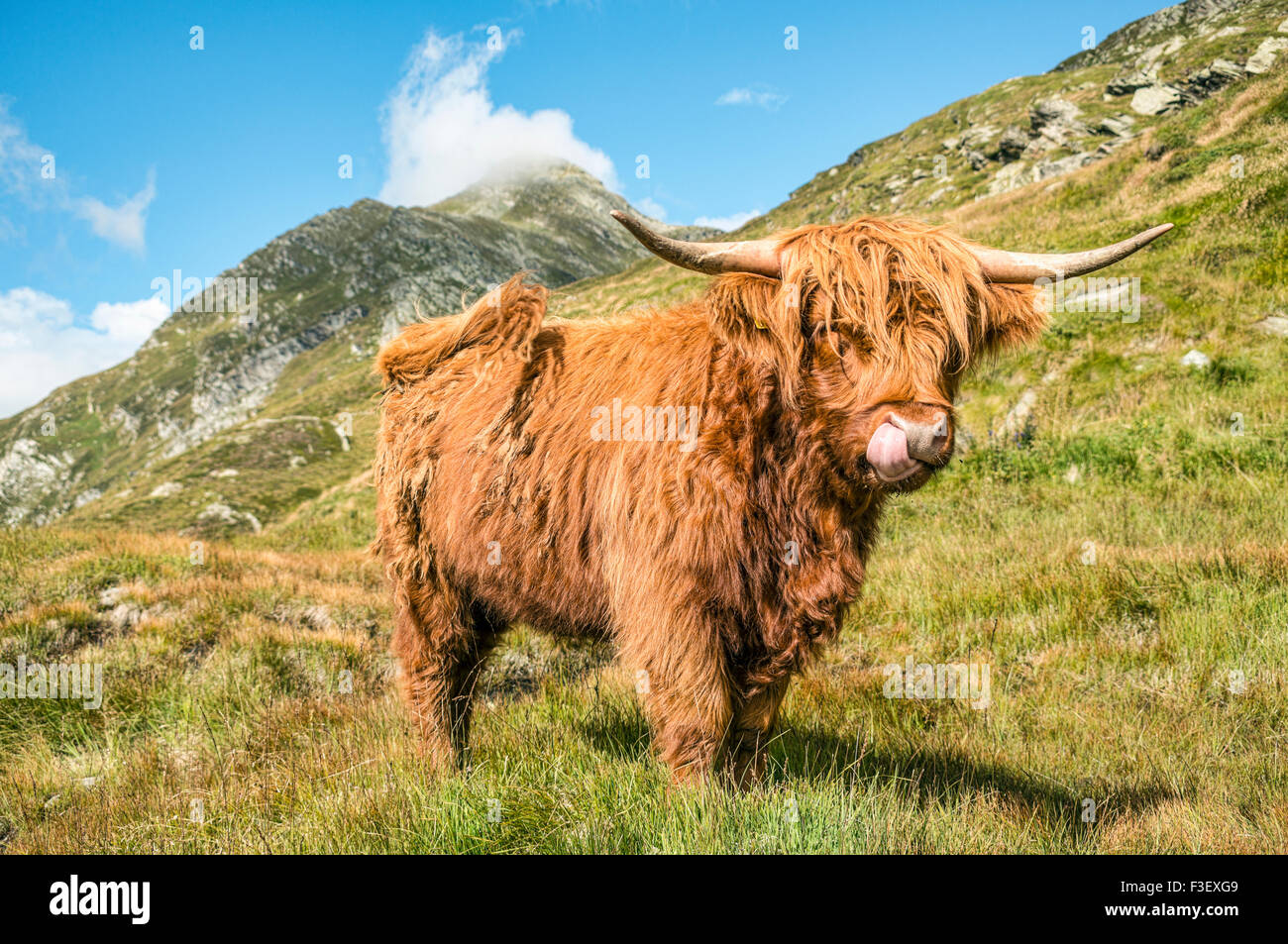Schottische Hochlandrinder auf einer Wiese, Graubünden, Schweiz ...