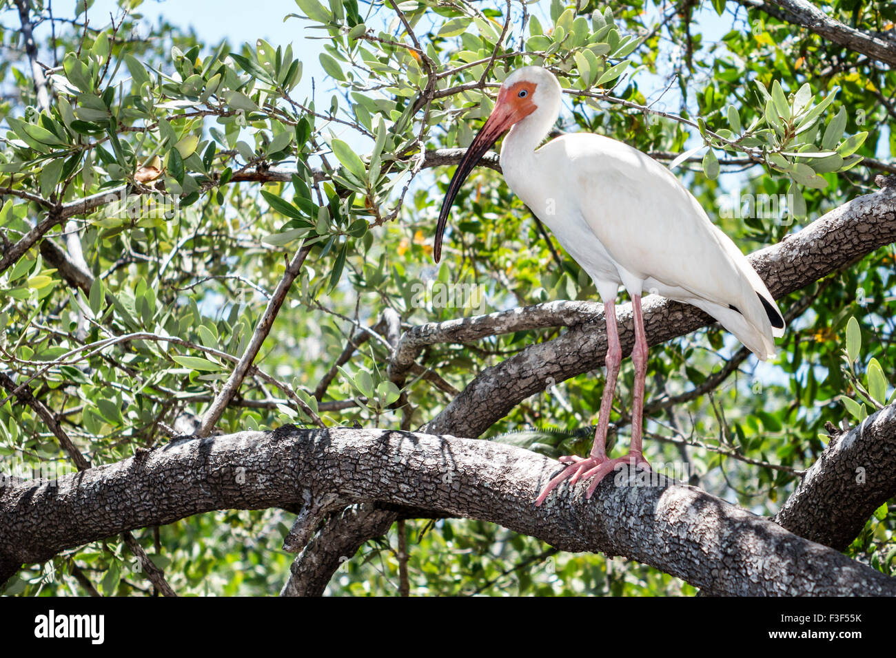 Key Largo Florida Keys, John Pennekamp Coral Reef State Park, Tierwelt ...