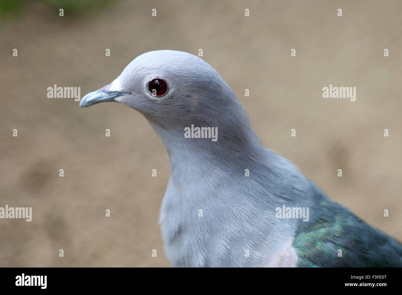 Hodgsons kaiserliche taube -Fotos und -Bildmaterial in hoher Auflösung ...