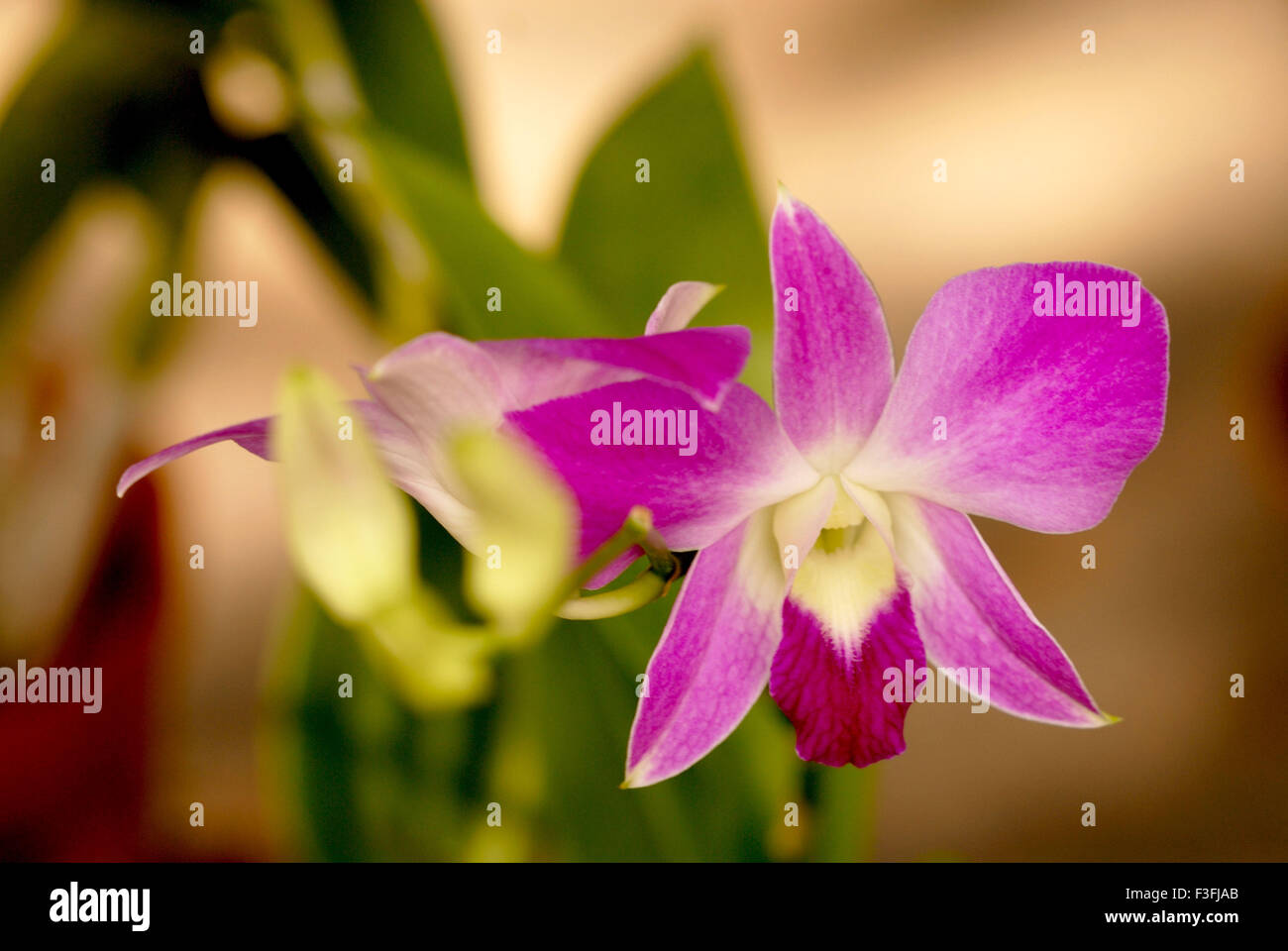 Edles Dendrobium Dendrobium Nobile Stockfotos und -bilder Kaufen - Alamy