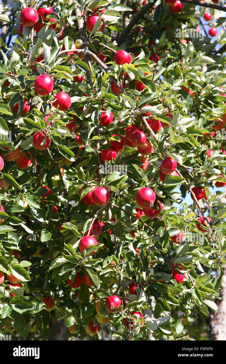 Fruits tree -Fotos und -Bildmaterial in hoher Auflösung – Alamy