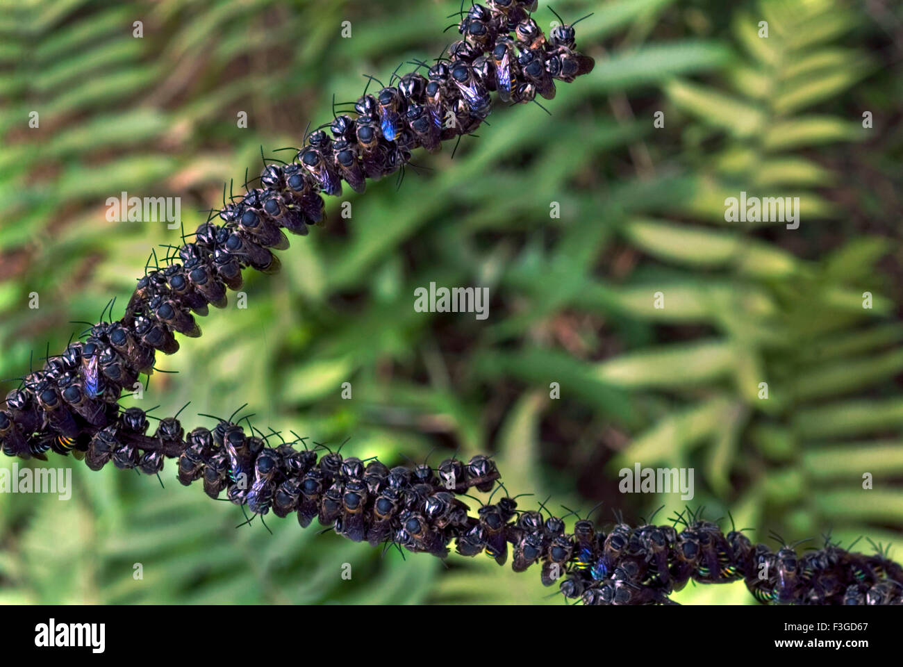 Insekten und bienen -Fotos und -Bildmaterial in hoher Auflösung – Alamy