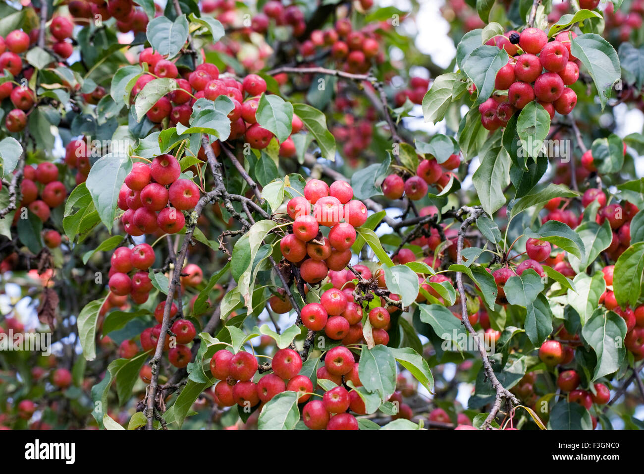 Ornamental Apple Tree Malus Red Stockfotos und -bilder Kaufen - Alamy