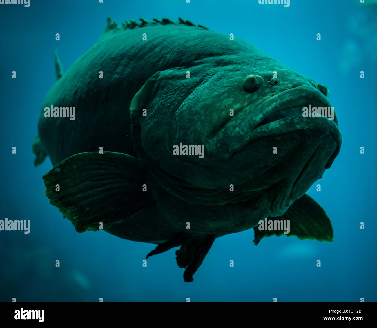 Atlantischer zackenbarsch -Fotos und -Bildmaterial in hoher Auflösung ...