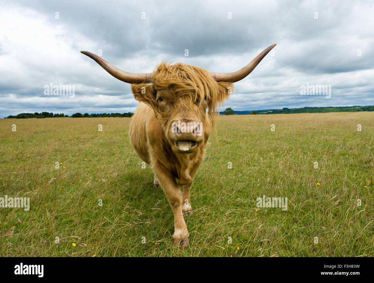 Vorderansicht des Highland Cow (Bos Taurus) Blick in die Kamera, die ...